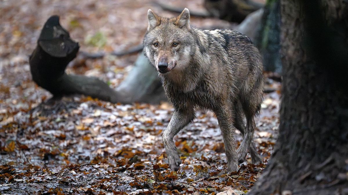 Niedersachsen & Bremen: Wolf vermutlich durch Hannover gestreift - ntv.de