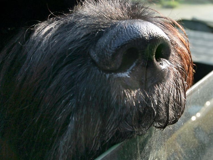 Was sonst noch passierte: Aufruhr in der Jodelszene - n-tv.de