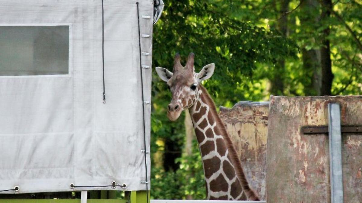 Nordrhein-Westfalen: Tierischer Transport: Giraffe zieht nach ...