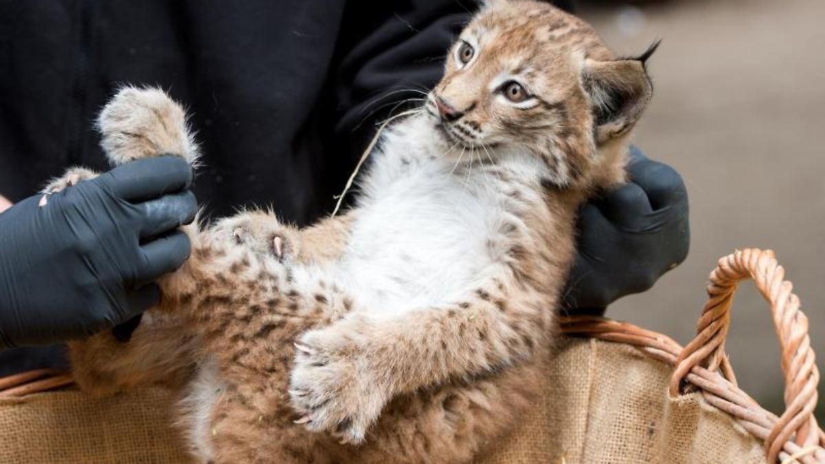 Hamburg & Schleswig-Holstein: Luchs-Nachwuchs im Wildpark Schwarze Berge wird geimpft - n-tv.de