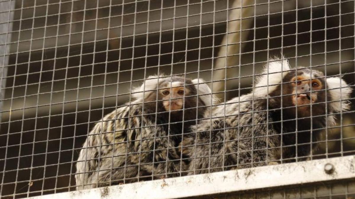 Nordrhein-Westfalen: Peta: Affe aus Käfig befreit: Mit Nudeln und Bier ...