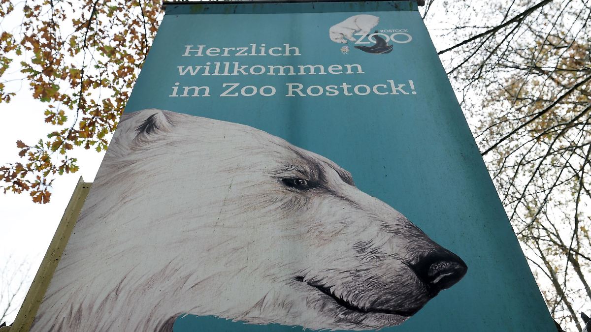 Mecklenburg-Vorpommern: Zoo Rostock bei Besucherzahlen wieder auf Vor ...
