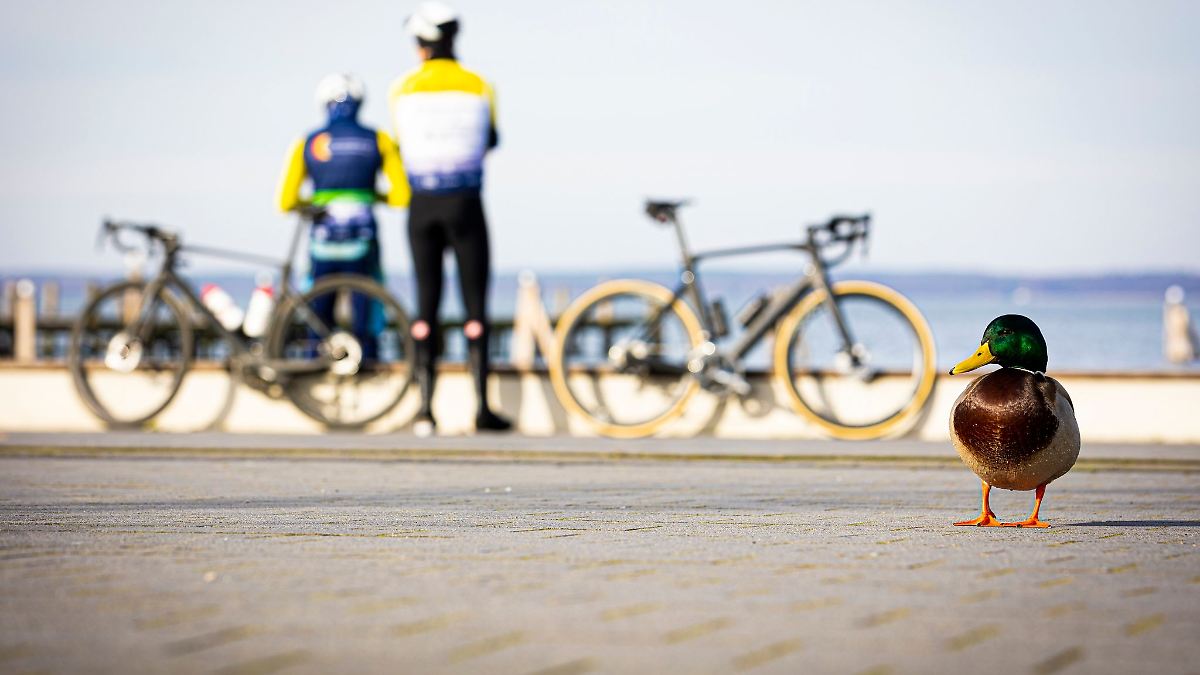 Mecklenburg-Vorpommern: Ente überquert Straße: Autos kollidieren, drei ...