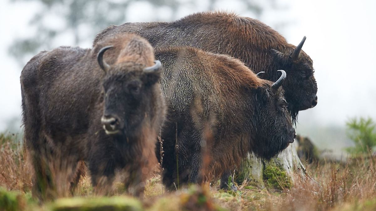 Nordrhein-Westfalen: Landrat kritisiert Regierung wegen Nationalpark ...