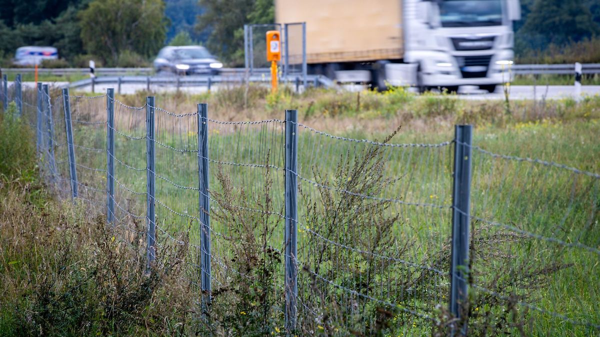 Mecklenburg-Vorpommern: Sperrzonen im S-Westen nicht mehr nötig, im ...
