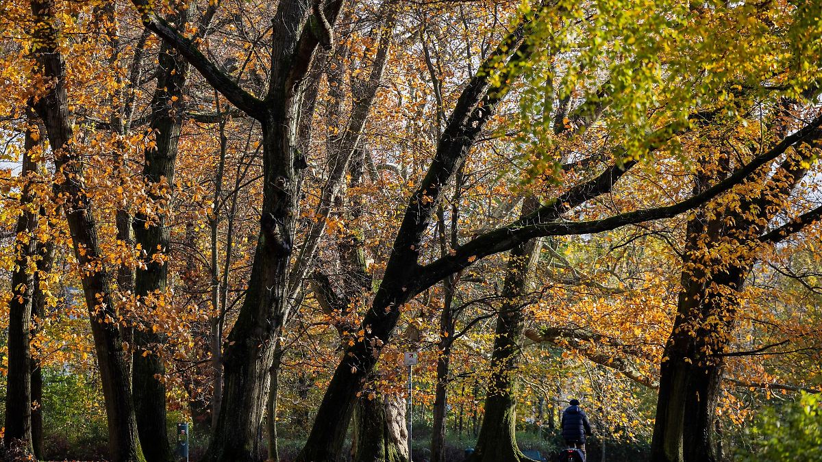 Nordrhein-Westfalen: Herbst-Bilanz beim Wetter: In NRW gab es mehrere ...