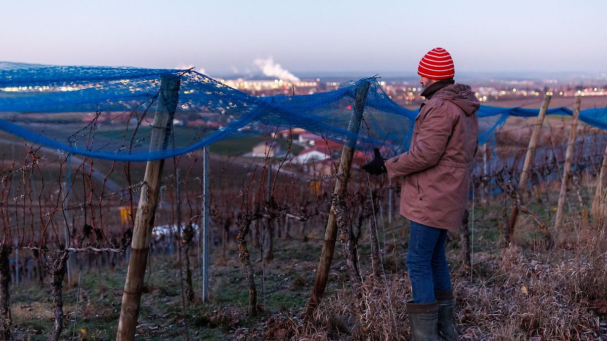 Bayern: Kaum ein Winzer wagt die Eiswein-Lese - Glück in Iphofen - n-tv.de