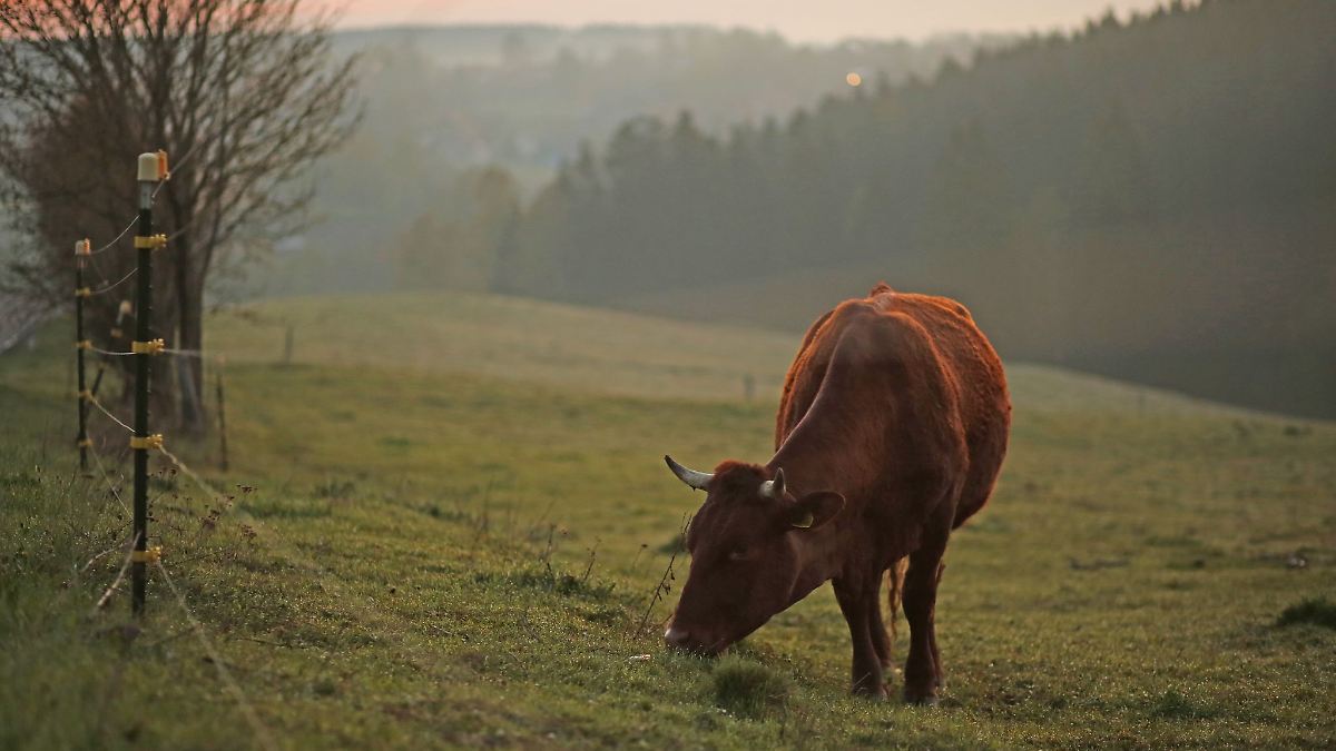 Bayern: Ausgebüxtes Rind flieht vor Polizei und Bauern - n-tv.de