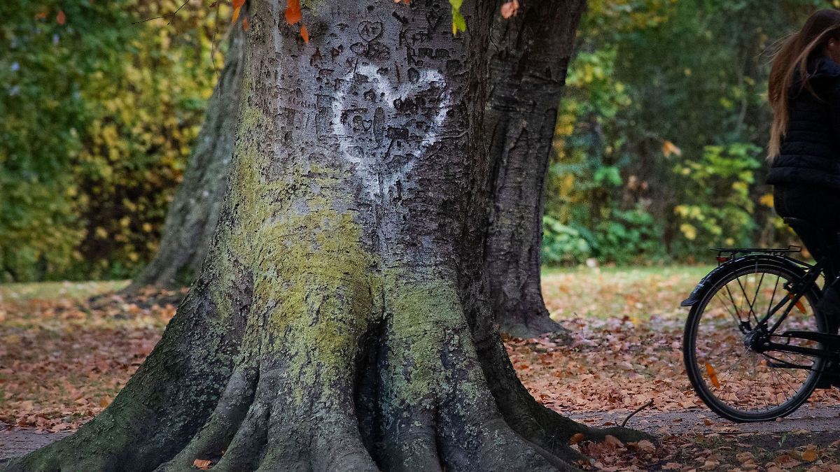 Baden-Württemberg: SEK holt Aktivisten auf Uni-Campus aus dem Baum - n-tv.de