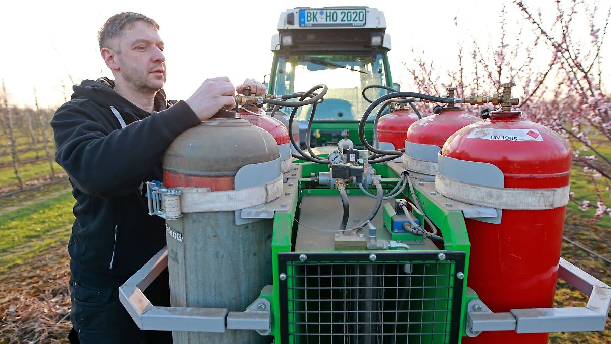Sachsen-Anhalt: Obstbauern schützen Aprikosenblüten vor Frost - n-tv.de