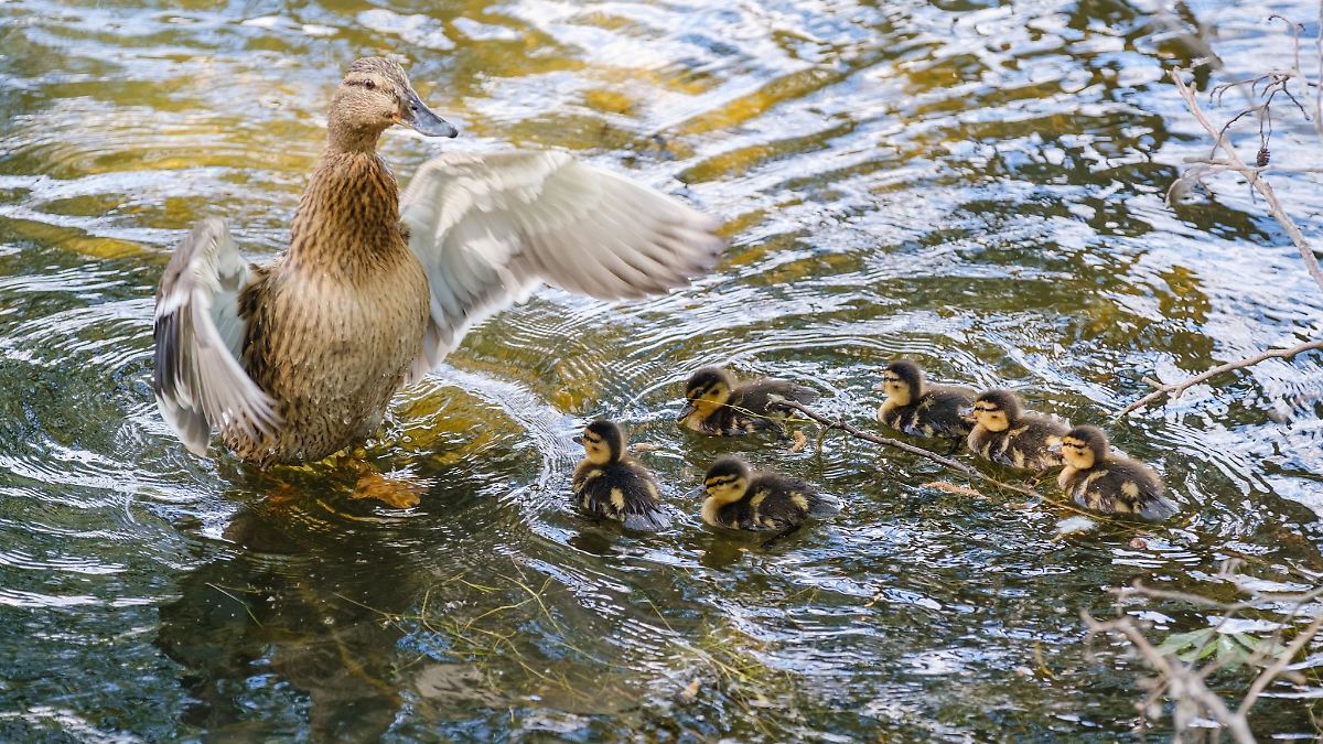 Rheinland-Pfalz & Saarland: Polizei rettet drei Entenküken aus ...
