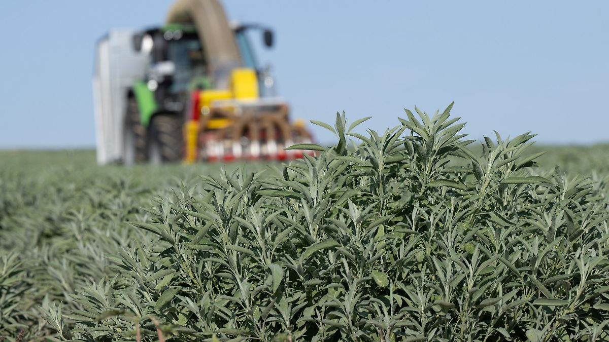 Sachsen: Bombastus-Werke wollen Standort in Freital ausbauen - n-tv.de
