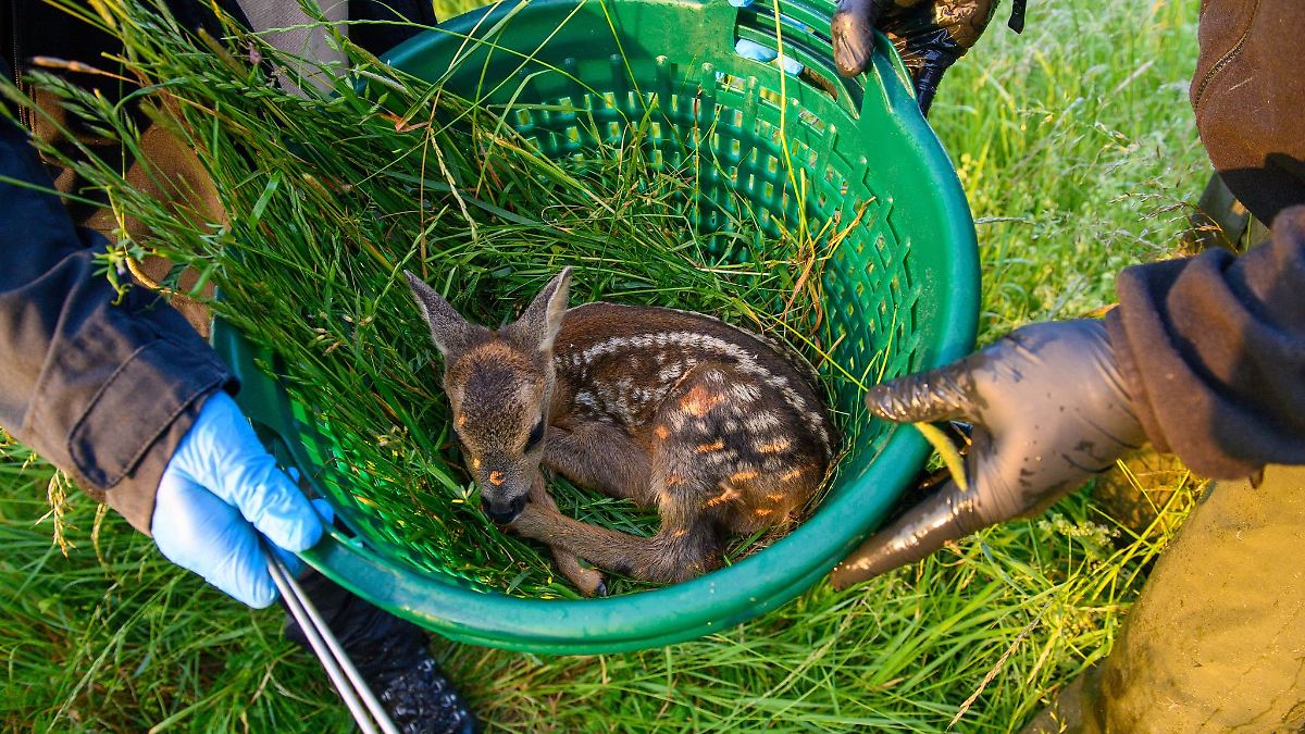 Sachsen-Anhalt: Wildtierretter suchen mit Drohnen und KI nach Rehkitzen ...