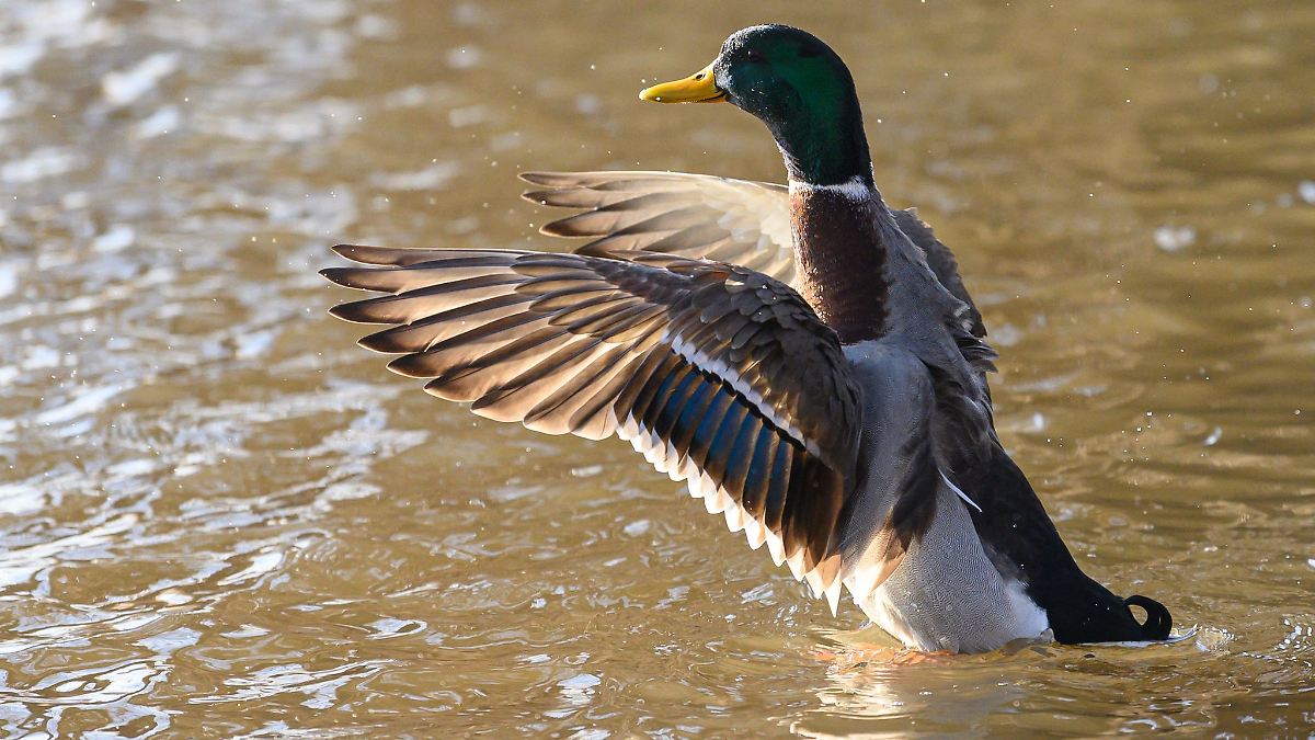 Baden-Württemberg: Unbekannte sollen Ente mit Steinen getötet haben - n ...