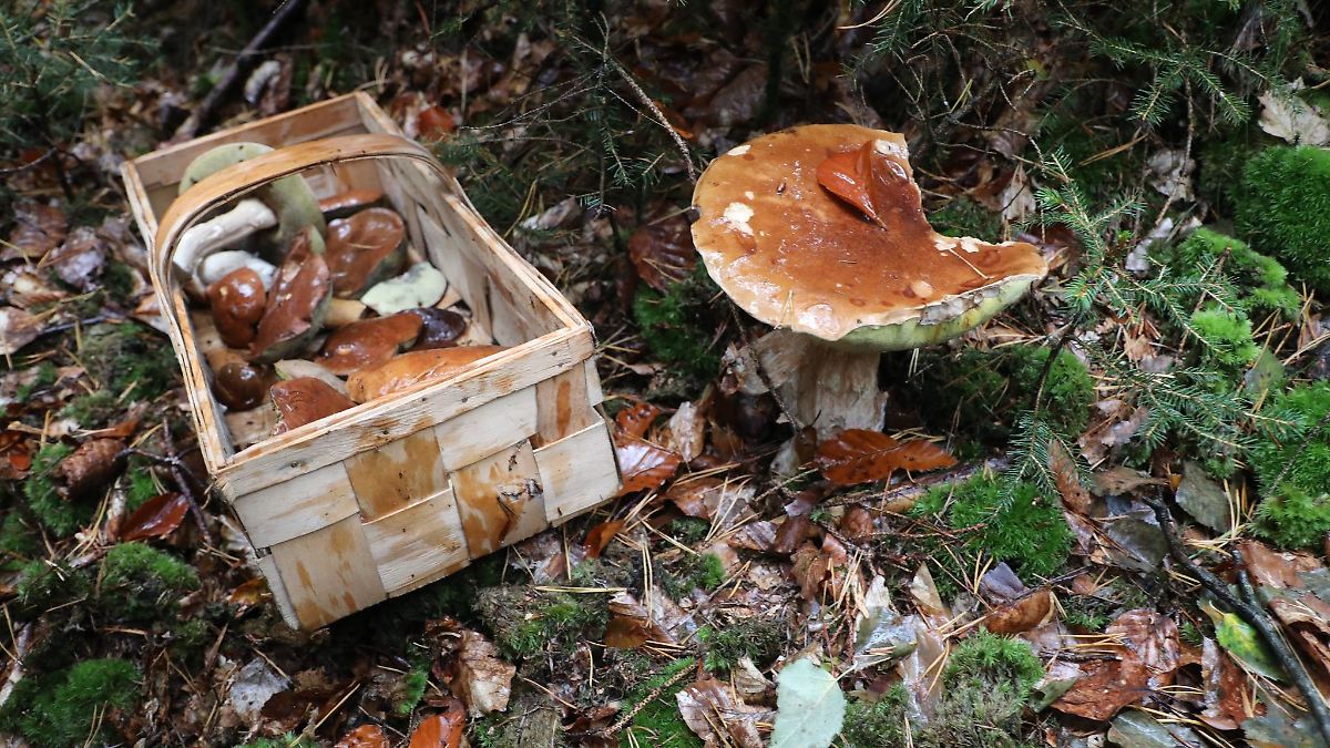 Bayern: Start in Pilzsaison - 179 Anrufe beim Giftnotruf - n-tv.de