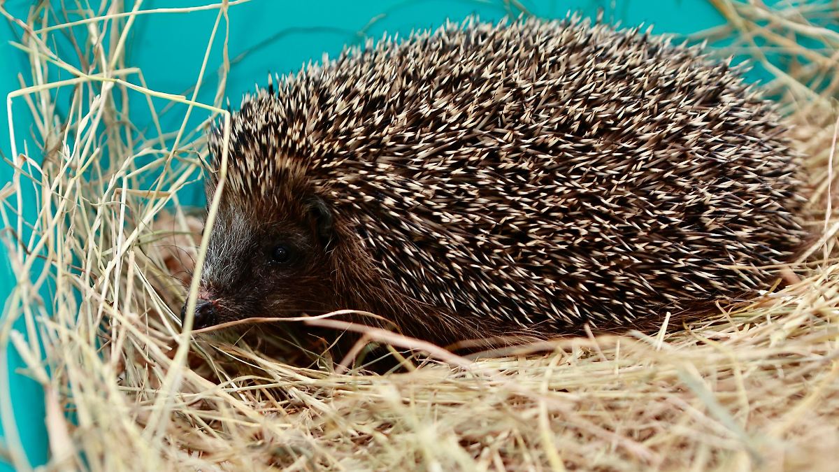 Baden-Württemberg: Tierheime: Immer mehr Igel in Not - n-tv.de