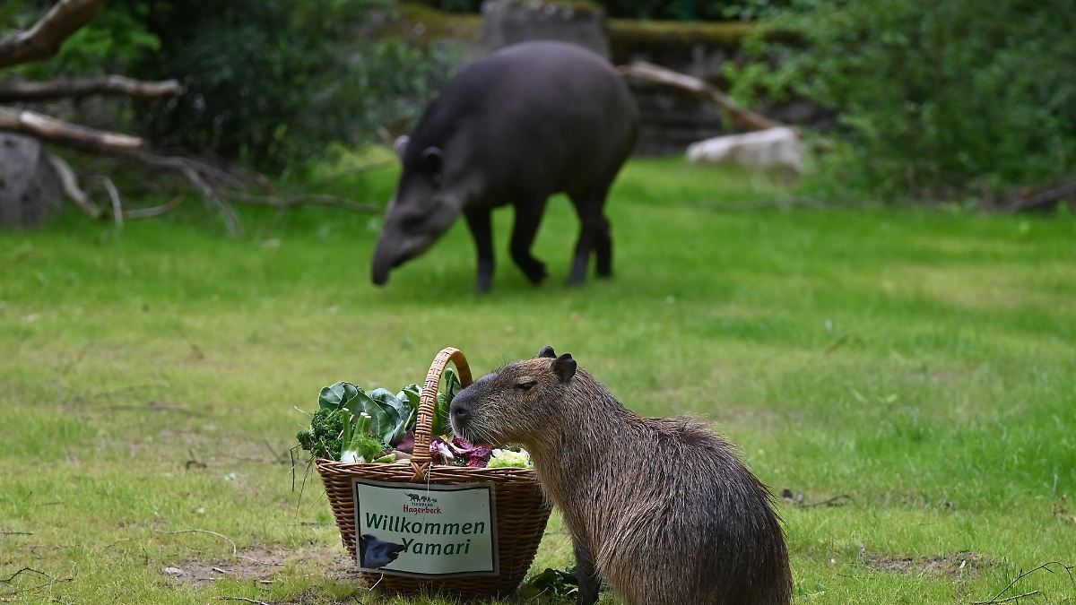 Hamburg & Schleswig-Holstein: Wasserschwein und Tapir erkunden neues ...