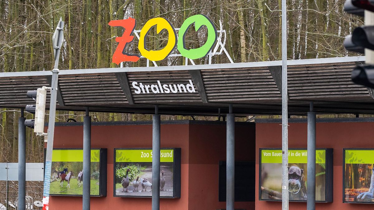 Mecklenburg-Vorpommern: Betagte Löwin im Zoo Stralsund eingeschläfert ...