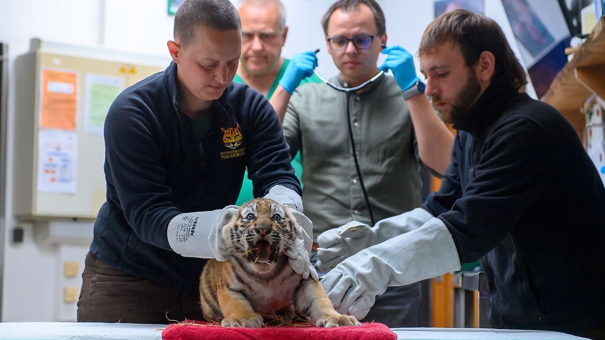 Sachsen-Anhalt: Junge Tiger im Magdeburger Zoo geimpft - n-tv.de