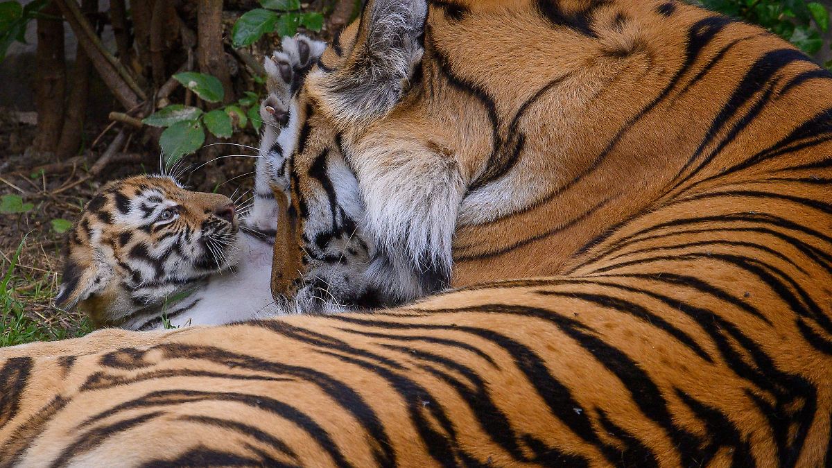 Sachsen-Anhalt: Tiger aus Magdeburg ist gut in Ungarn angekommen - n-tv.de
