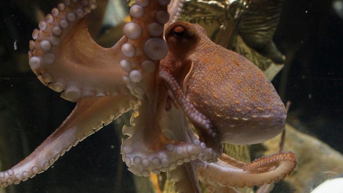 "Wir wollen ihn nicht verspeisen": Paul Krake wird Ehrenbürger - n-tv.de