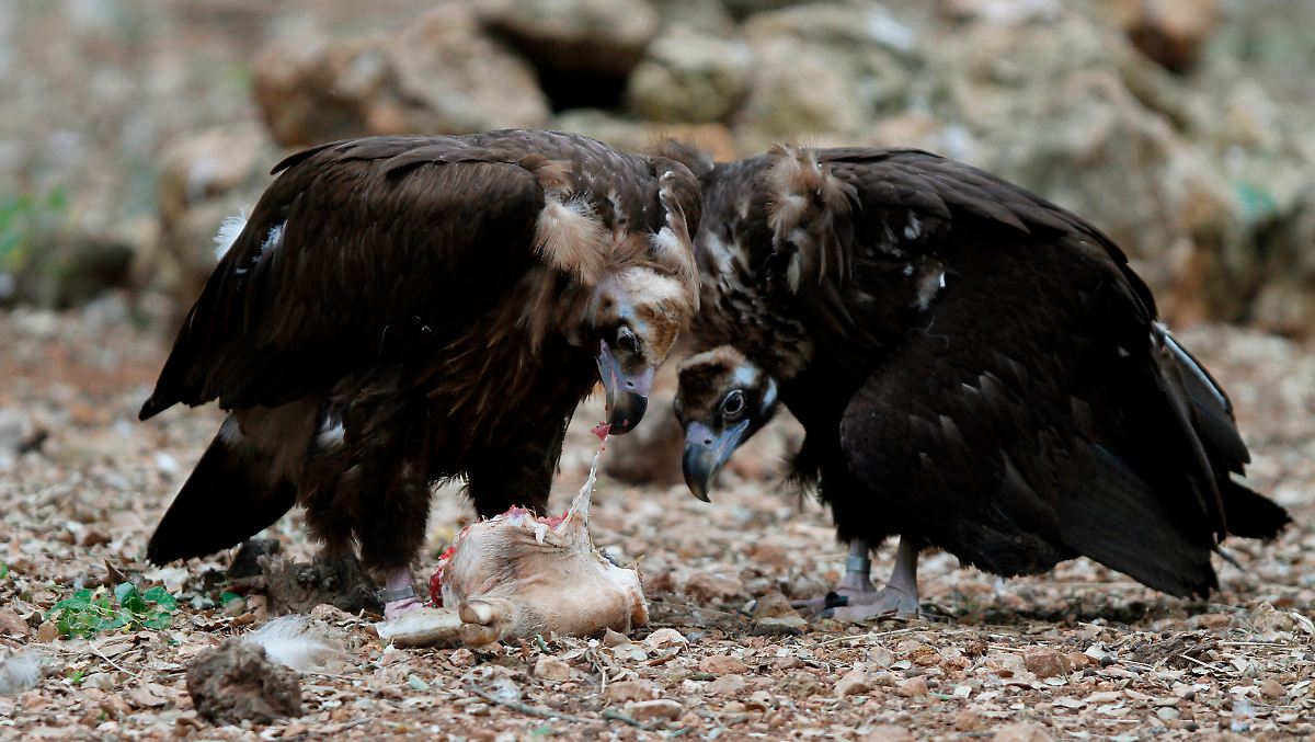 Bergwacht findet nur die Knochen: Geier fressen tote Wanderin - n-tv.de