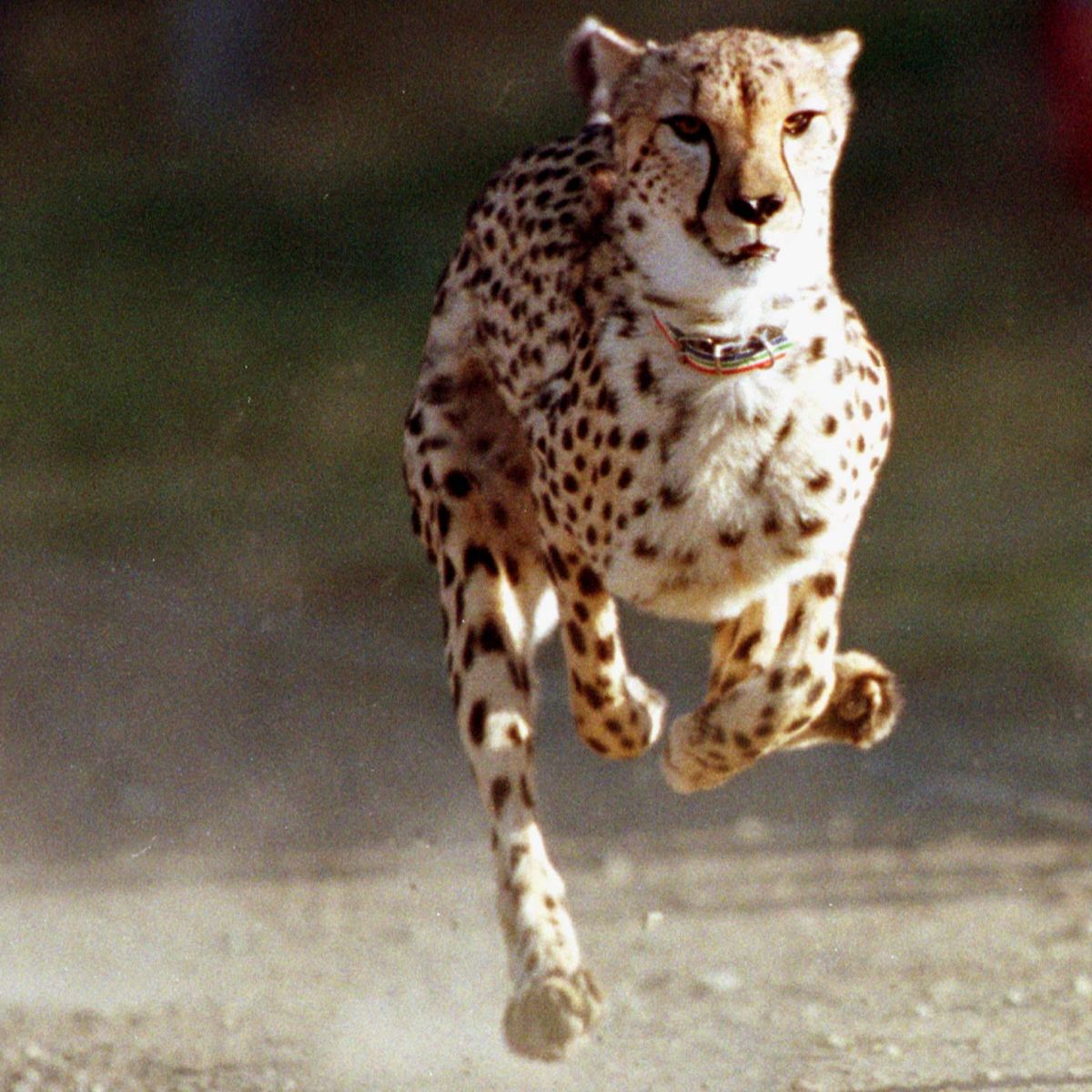 Gepardenjunge Laufen