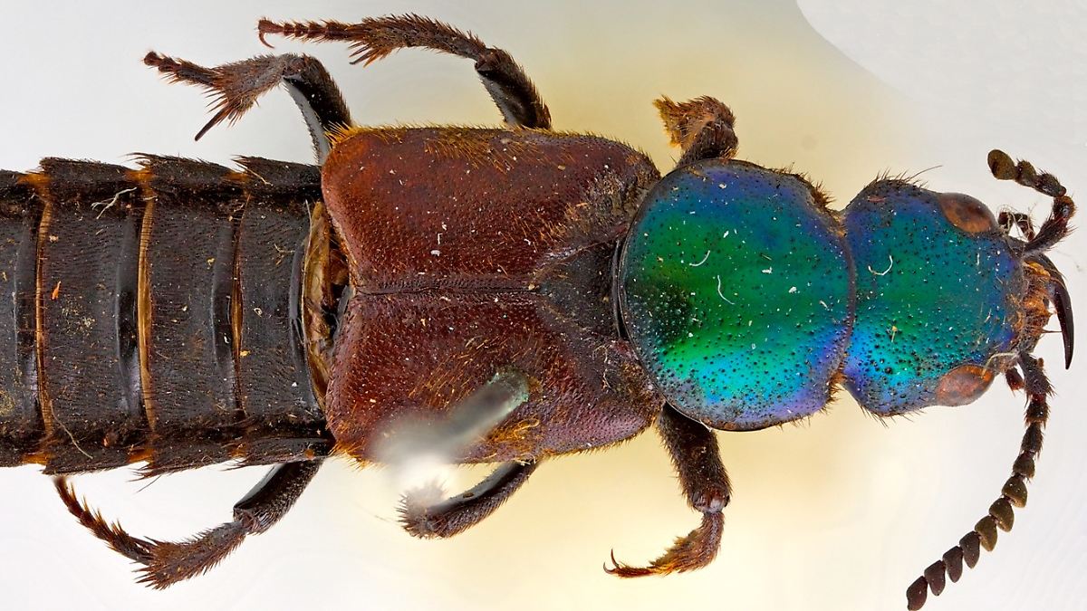 Zu Darwins 205. Geburtstag: Käfer bekommt nach 180 Jahren einen Namen ...
