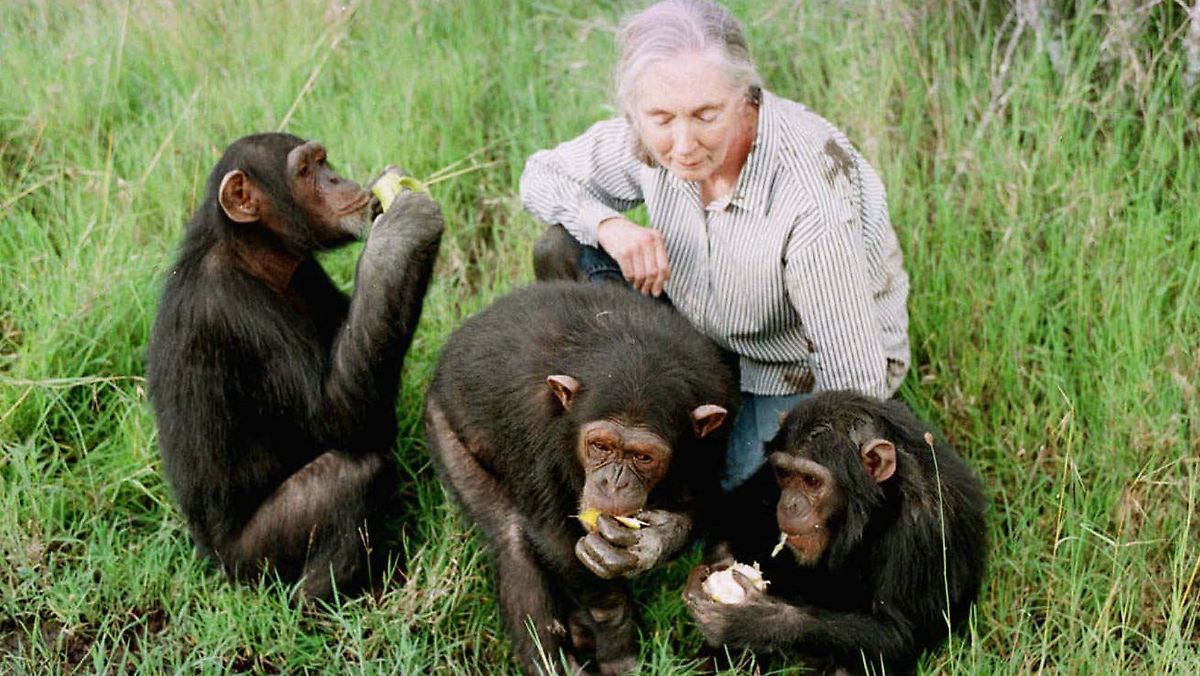 Die sanfte Besessene: Jane Goodall "muss es tun" - n-tv.de