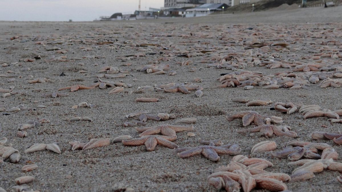 "Das Meer gibt und nimmt": Tausende Seesterne auf Sylt verendet - n-tv.de