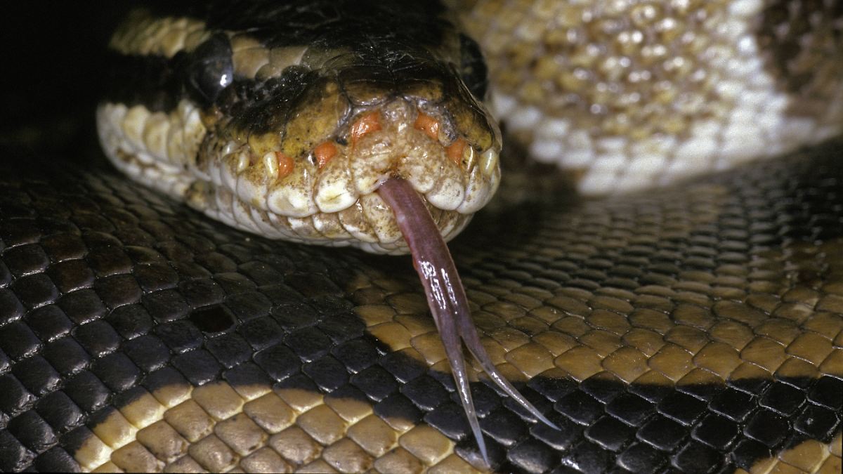 Bissige Würgeschlange: Python tötet Besitzerin in Sankt Petersburg - n ...