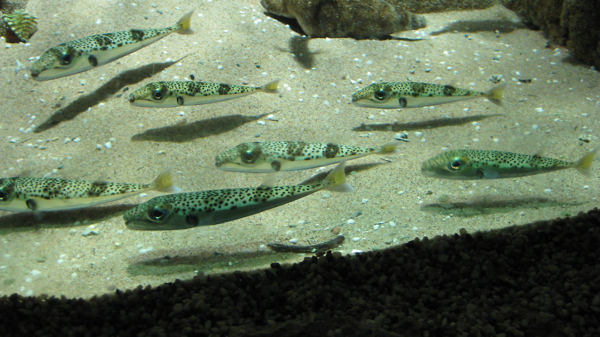 Lebensbedrohliche Pest: Giftiger Fisch verbreitet sich im Mittelmeer ...