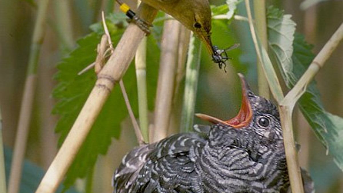 Kuckuck geht strategisch vor: Eier bleiben länger im Körper - n-tv.de