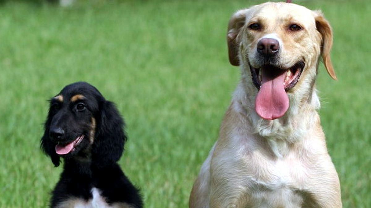 Sensationell, nicht einzigartig: Dolly, Snuppy und andere Klone - n-tv.de