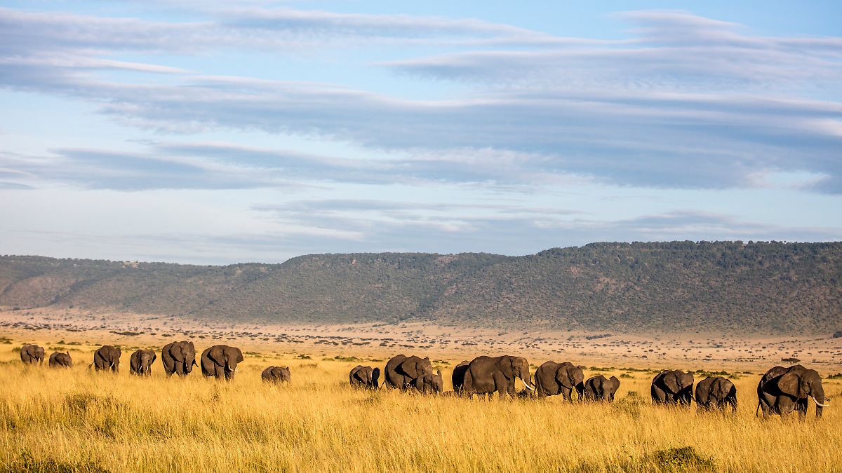 Projekt in Kenia gegen Wilderer: Wärmebildkameras sollen Elefanten ...