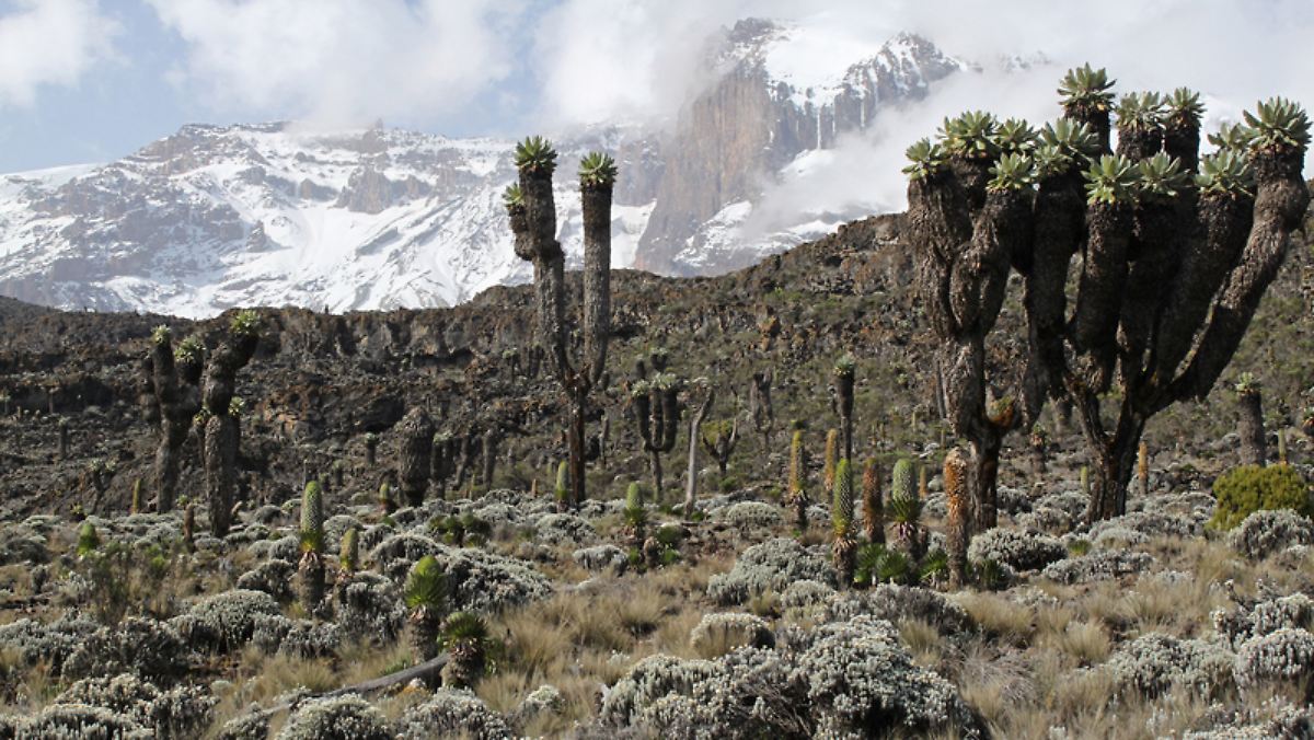 Kernfrage der Ökologie geklärt: Artenvielfalt hängt sehr von Temperatur ...