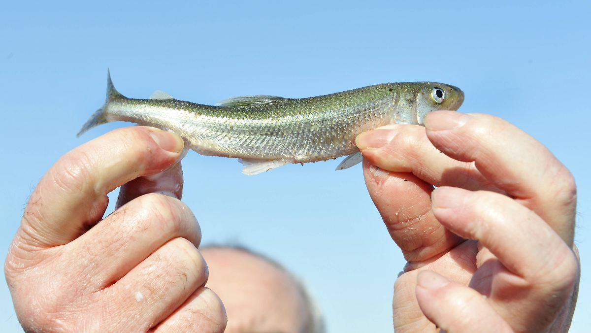 Der Stint ist da!: Genuss mit Nachgeschmack - n-tv.de