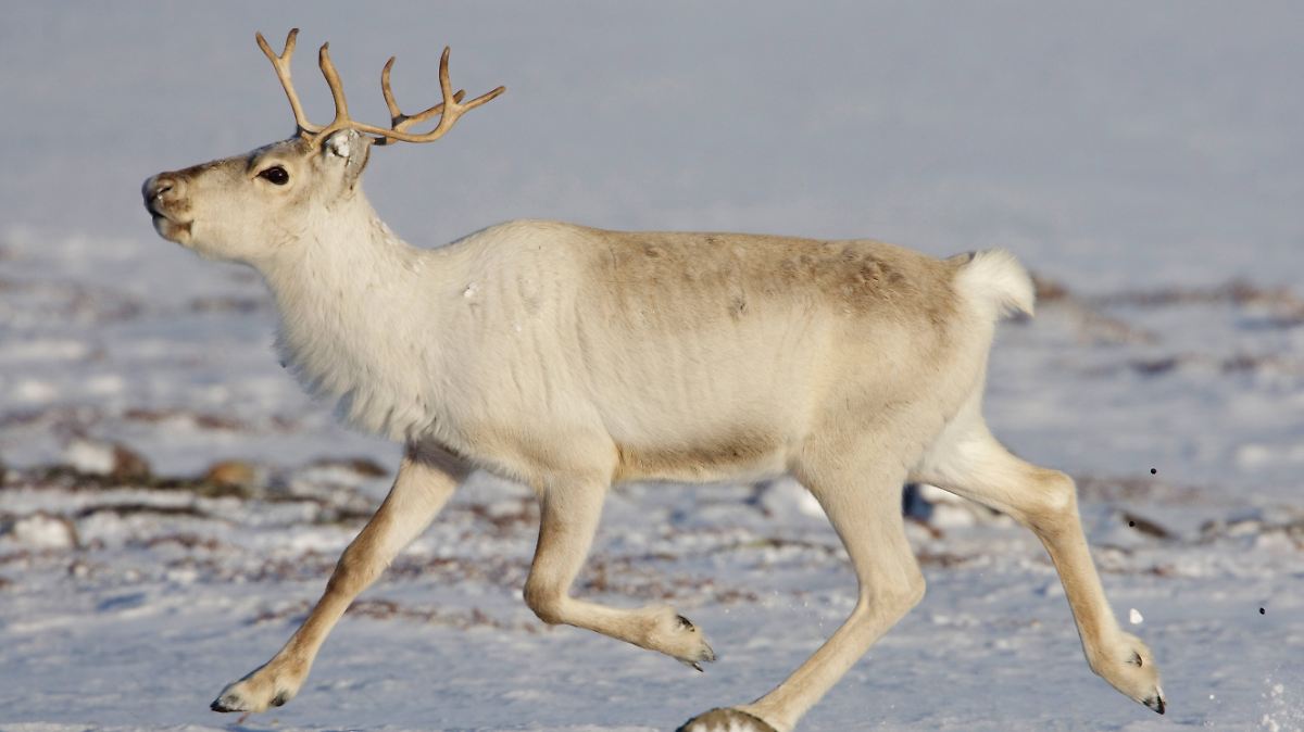 Übertragung auf den Menschen?: "Zombie-Krankheit" CWD hat unklare ...