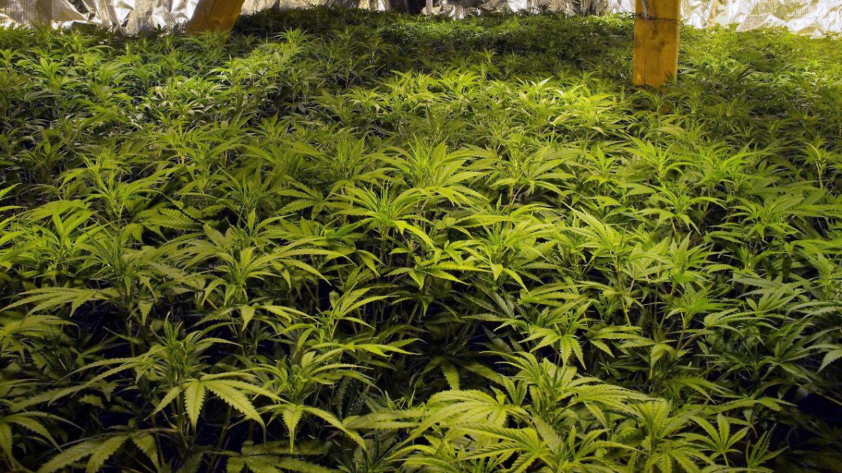 Der Tag: 15 Menschen bei Razzia wegen Drogenhandels festgenommen - n-tv.de