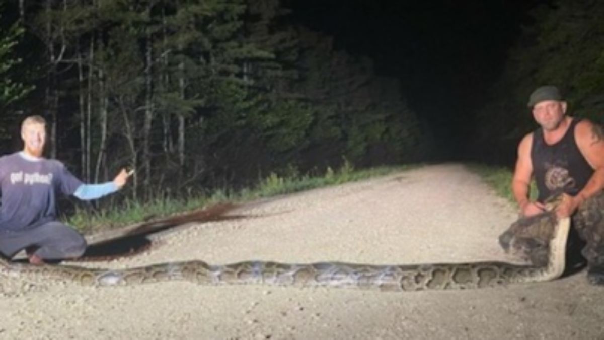 Kopfgeld für 6-Meter-Schlange: US-Jäger fangen Rekord-Python - n-tv.de