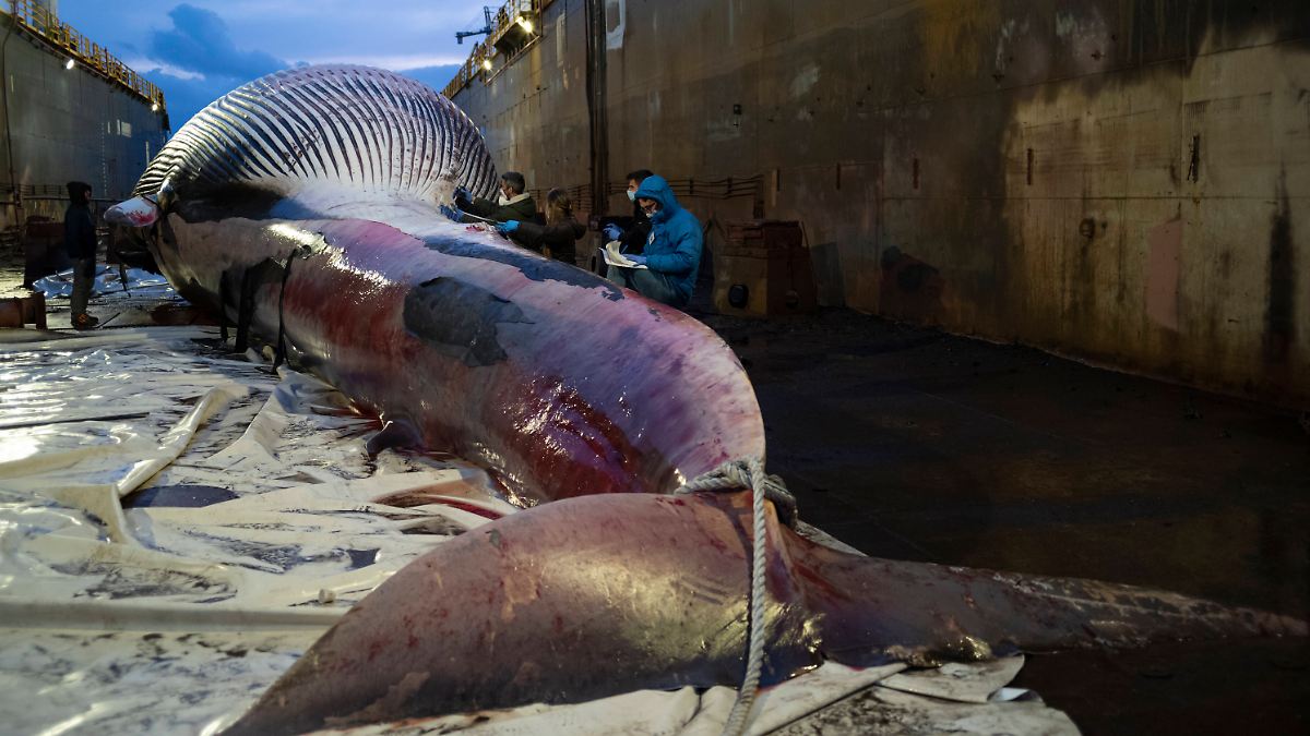 Körper soll untersucht werden: Riesiger Wal-Kadaver entdeckt - n-tv.de