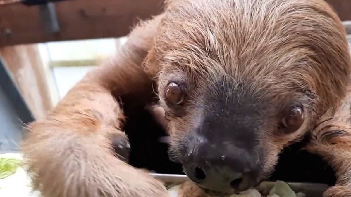 Krefelds rüstiger Zoo-Rentner: Das ist das älteste Faultier der Welt ...