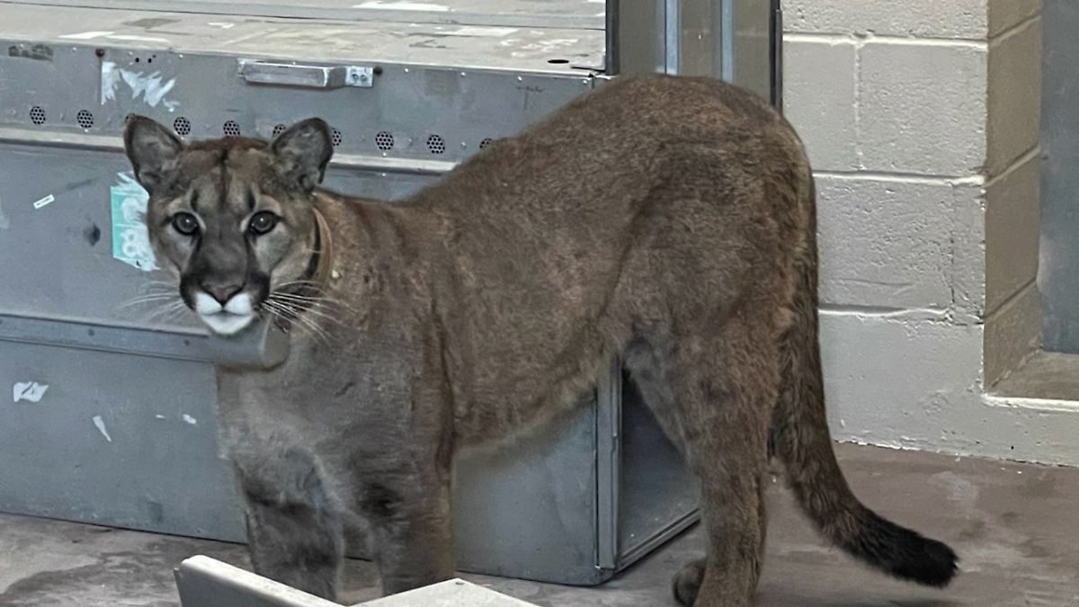 Ausflug von "Mr. Handsome" endet: Verirrter Puma in San Francisco ...
