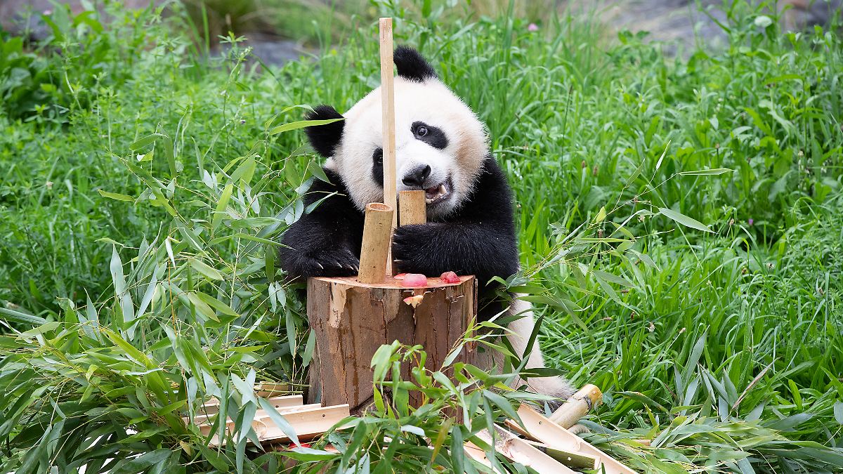 Der Tag: Panda-Zwillinge feiern Geburtstag mit Bambustorte - n-tv.de
