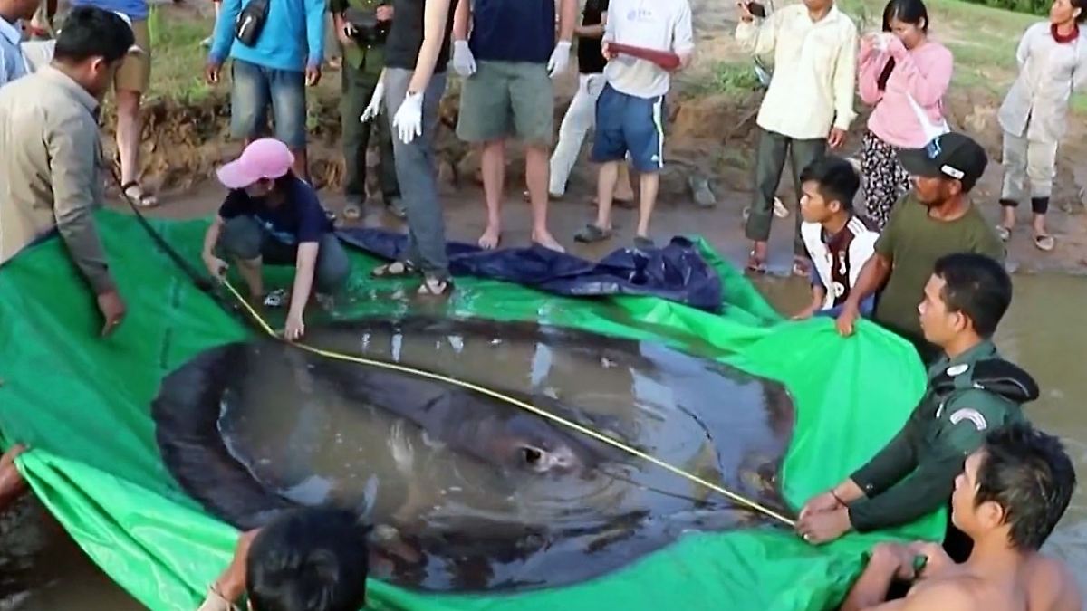 Vier Meter lang, 300 Kilo schwer: Das ist der größte Süßwasserfisch der ...