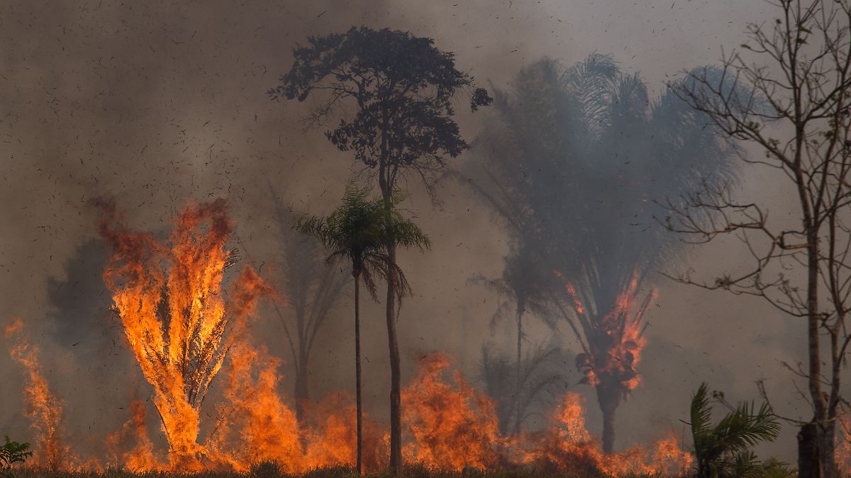 Höchster Wert seit zwölf Jahren: Amazonas brennt 31.513-mal - alleine ...