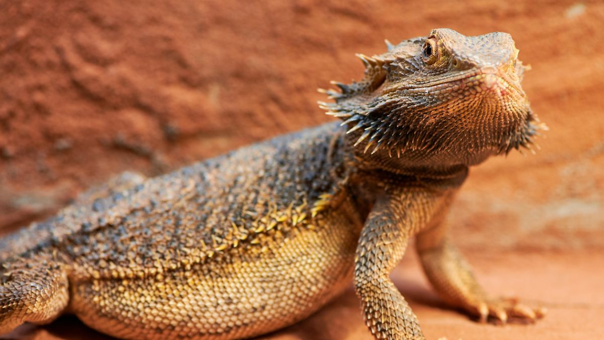 Der Tag: Die Bartagame ist "Heimtier des Jahres 2023" - n-tv.de