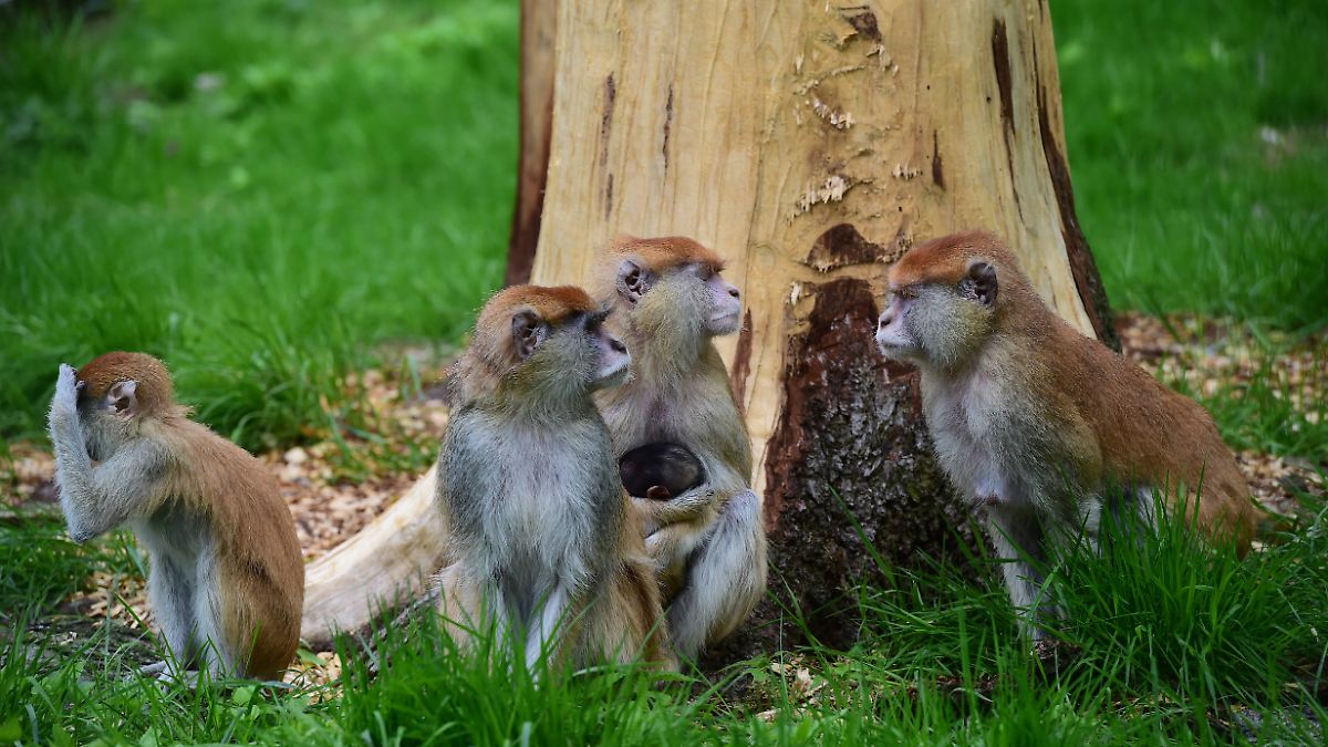 Wie Ebola-Erreger: Forscher entdecken neues Virus bei Affen - was wir ...