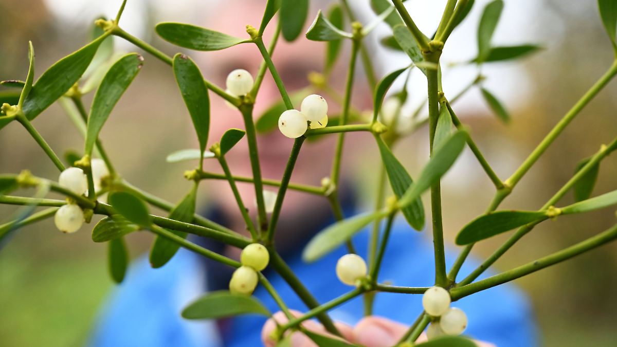 Mistel-Problem: Immergrüner Schmarotzer wird für Obstbauern zur Plage ...