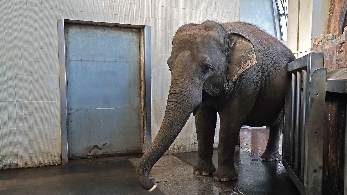 Spezielle Technik untersucht: Berliner Elefantenkuh schält Banane mit ...